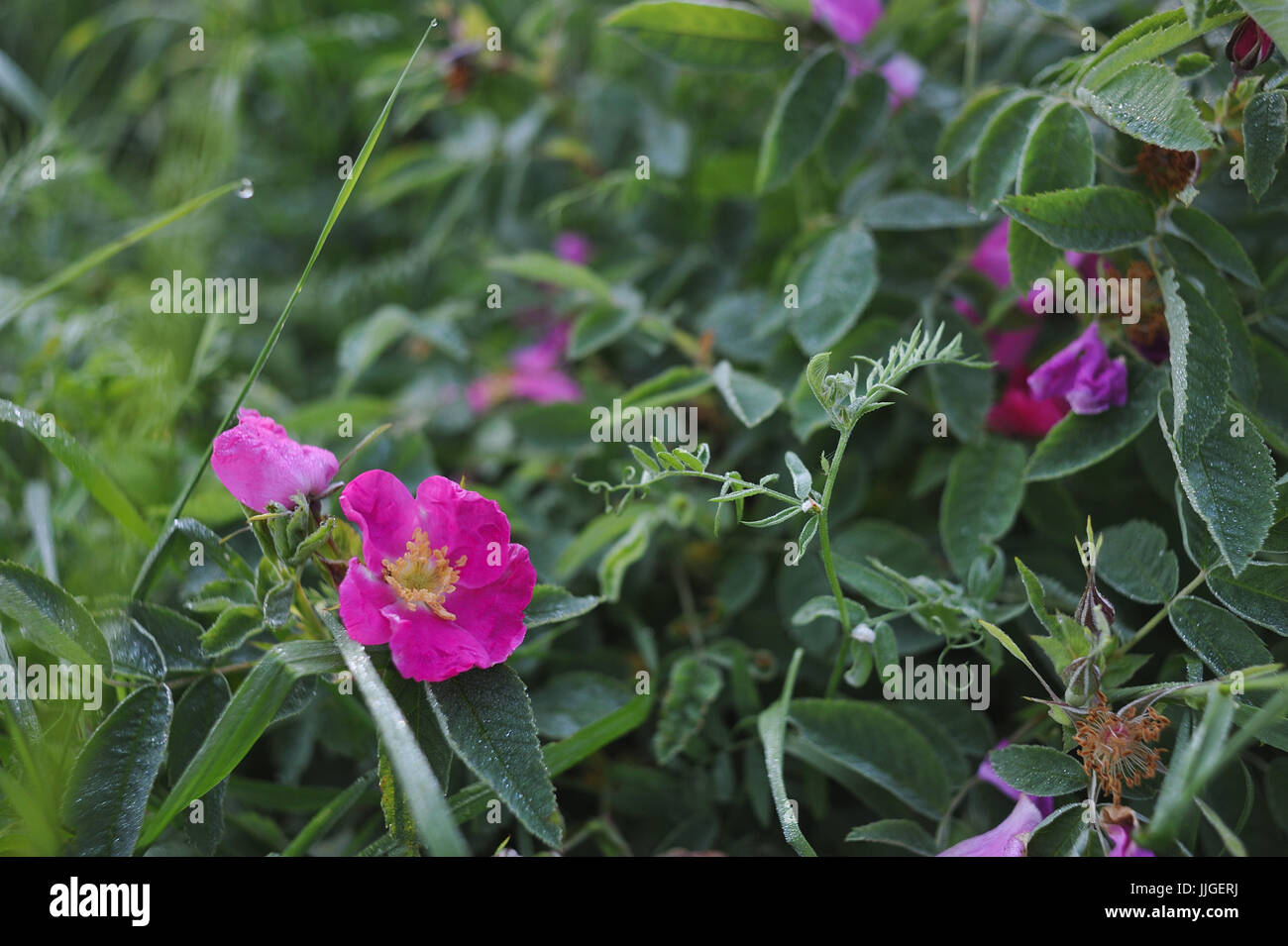 Yellow wild roses hi-res stock photography and images - Alamy