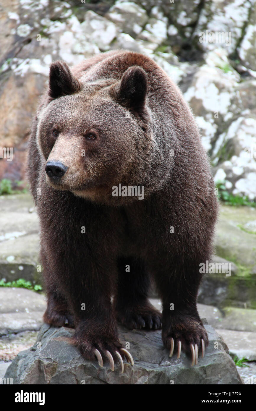 Greece bear hi-res stock photography and images - Alamy