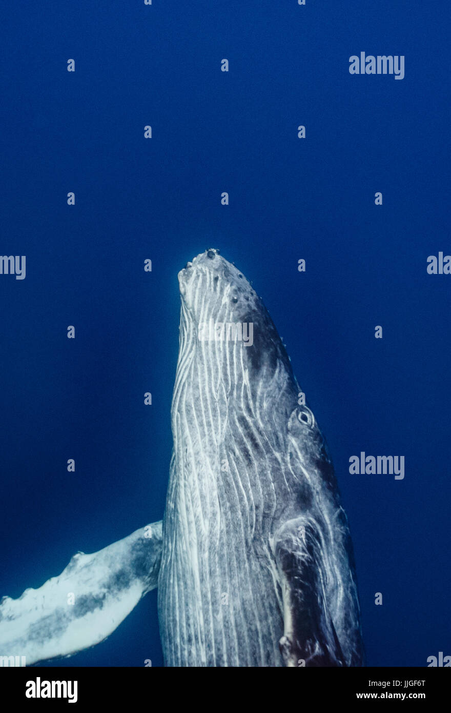 Tonga humpback whale side view hi-res stock photography and images - Alamy