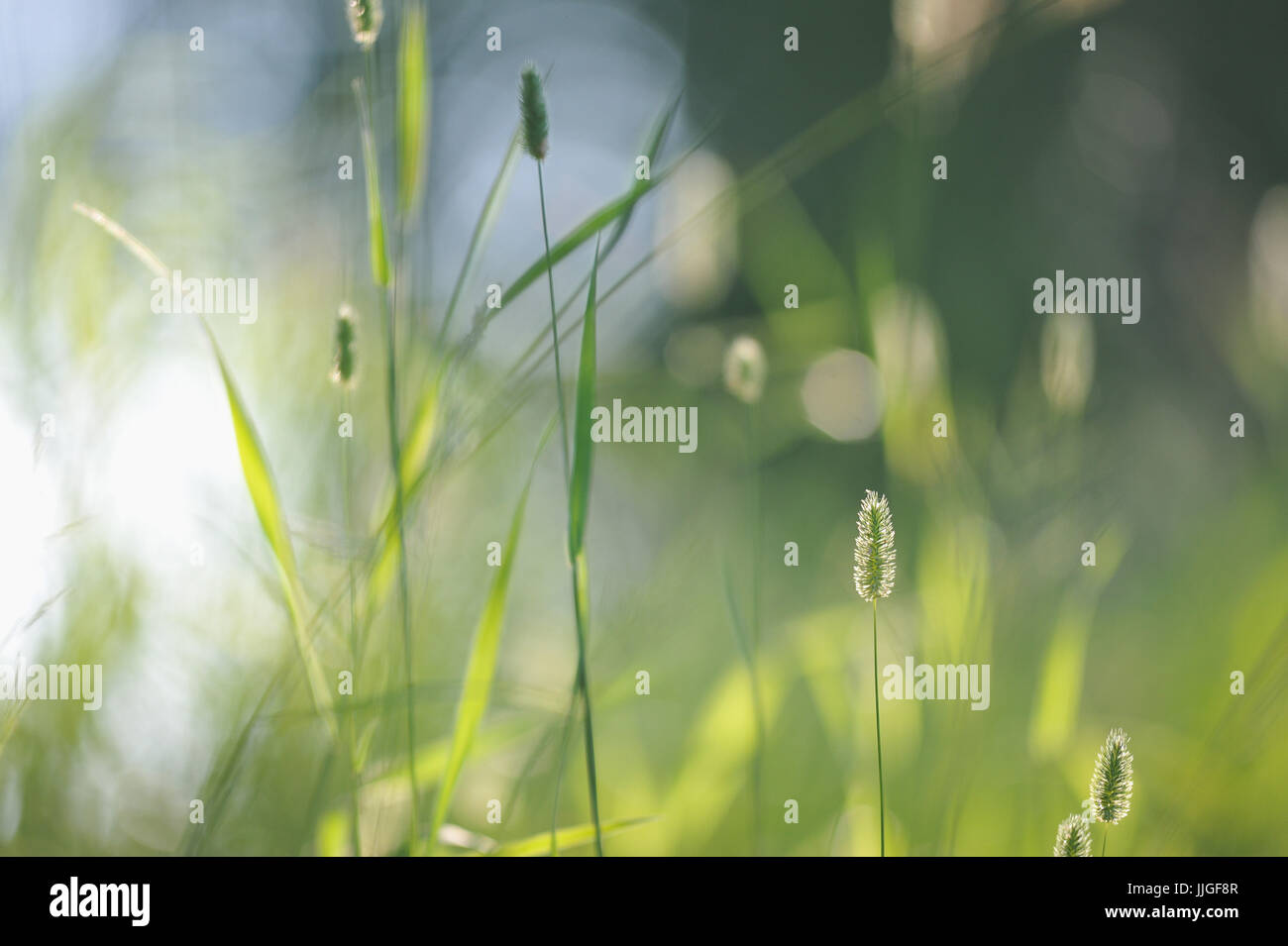 Field grass in the light of morning sun Stock Photo - Alamy
