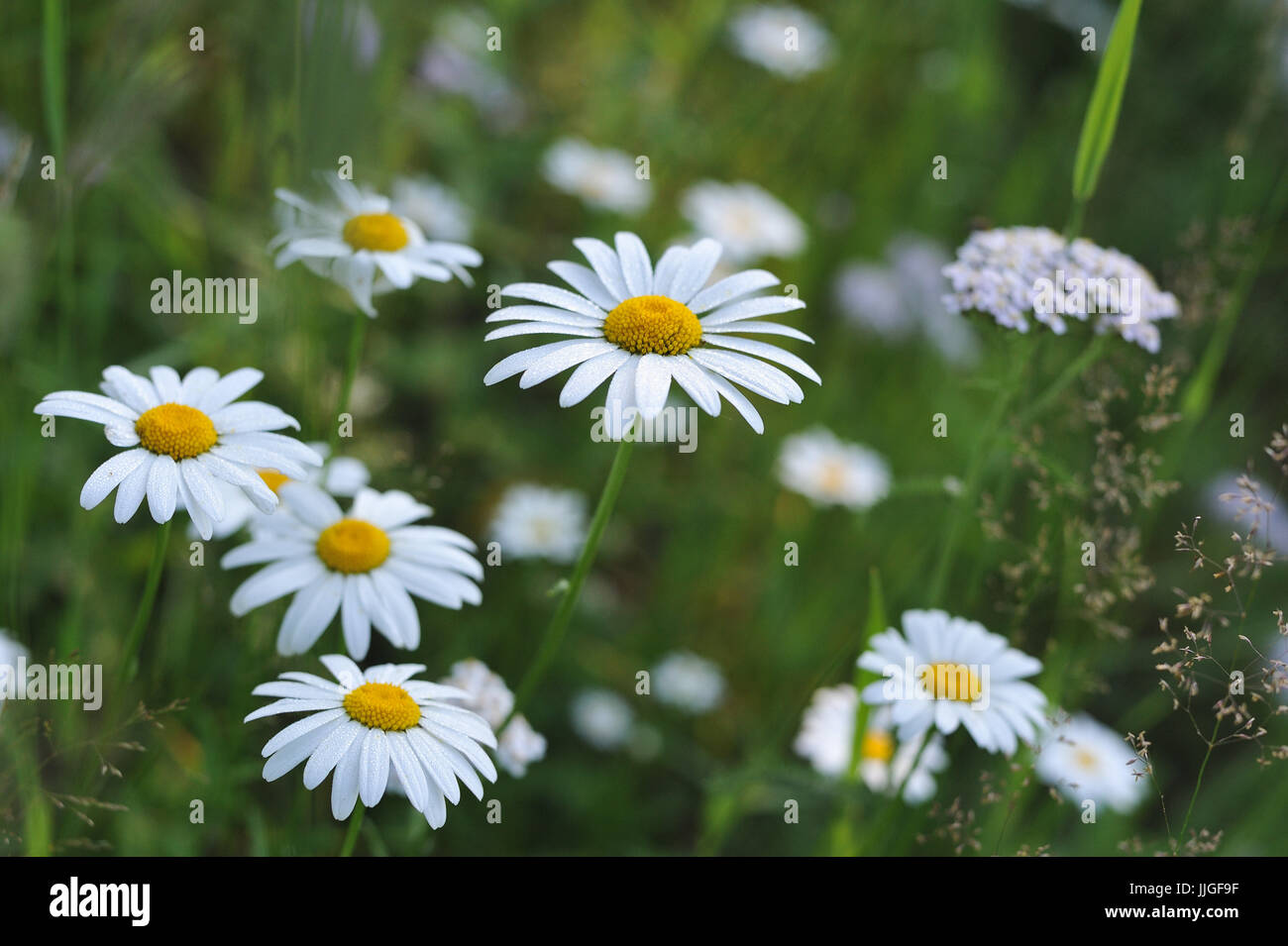 Field with daisy flowers in the morning light Stock Photo - Alamy