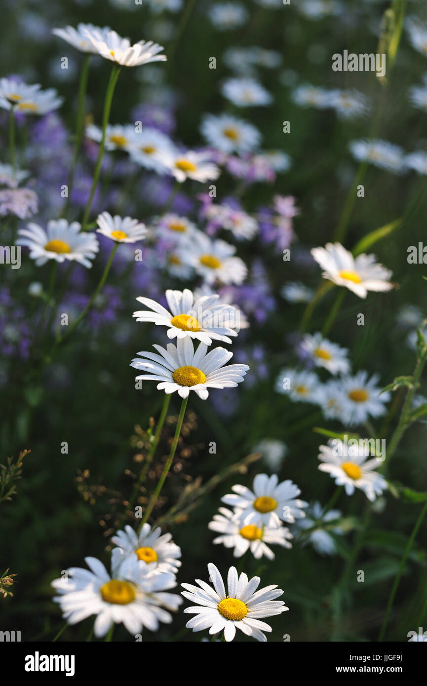 Field with daisy flowers in the morning light Stock Photo - Alamy