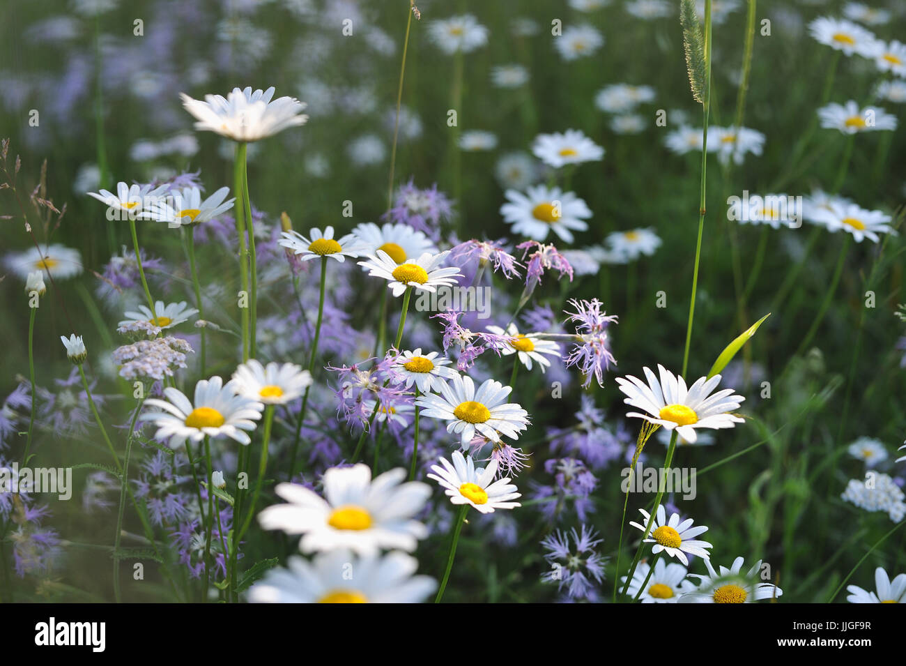 Field with daisy flowers in the morning light Stock Photo - Alamy