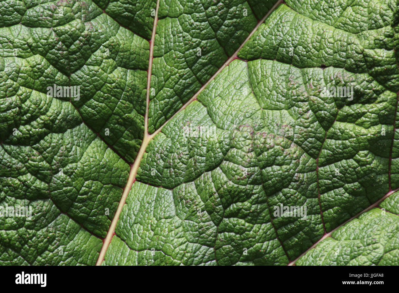 Detailed leaf specimen hi-res stock photography and images - Alamy