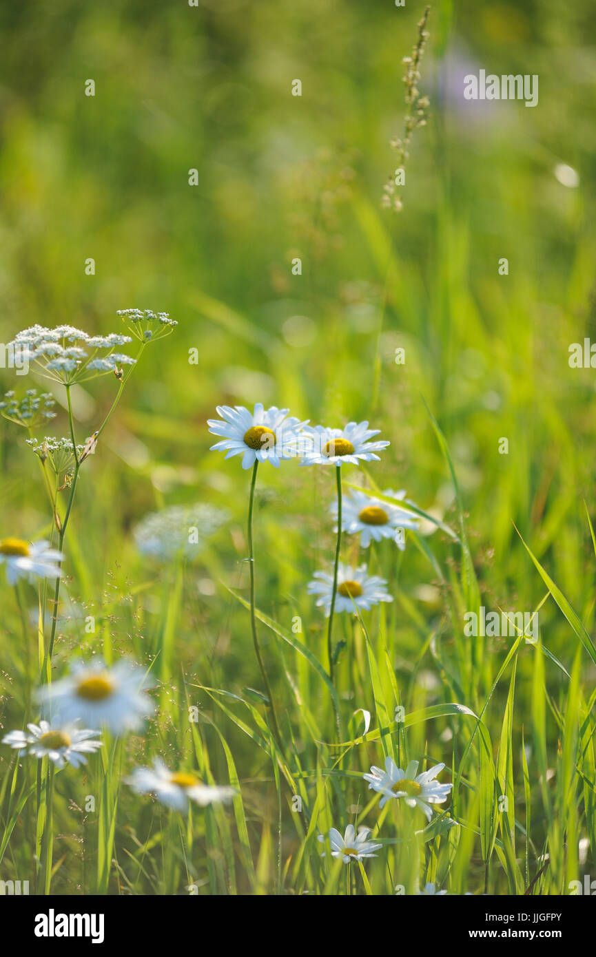 Field with daisy flowers in the morning light Stock Photo - Alamy
