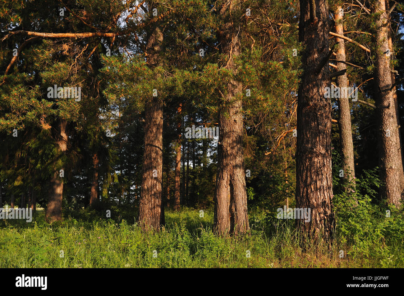 Forest landscape at the morning sun Stock Photo - Alamy