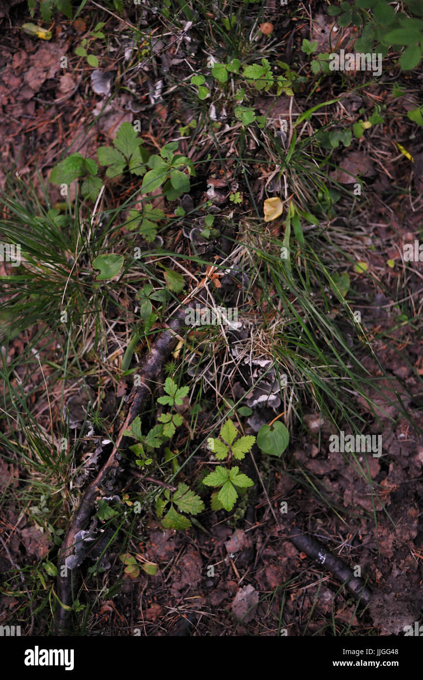Lush ground hi-res stock photography and images - Alamy