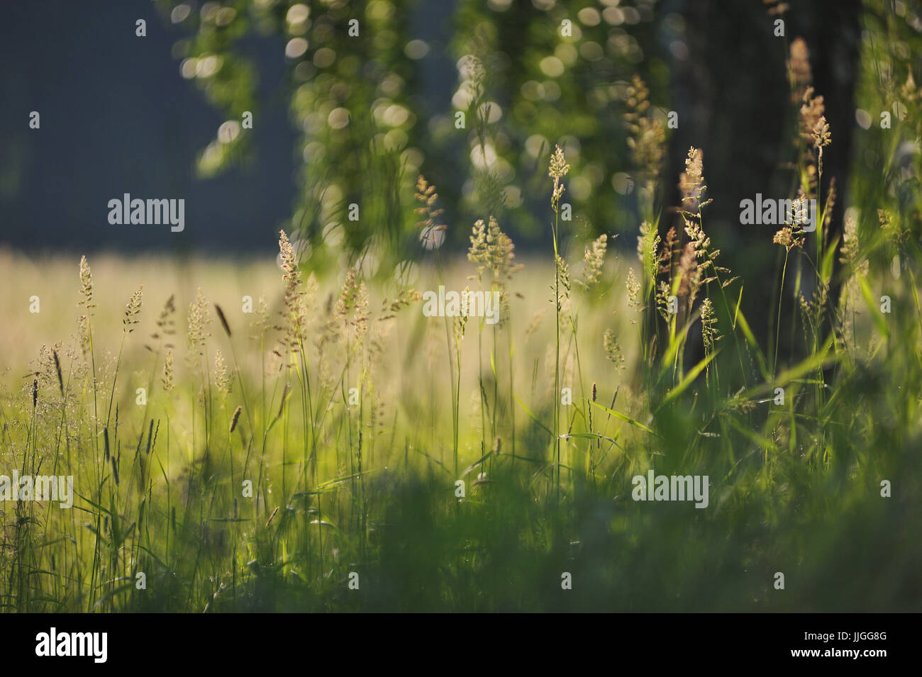 Field grass in the light of morning sun Stock Photo - Alamy