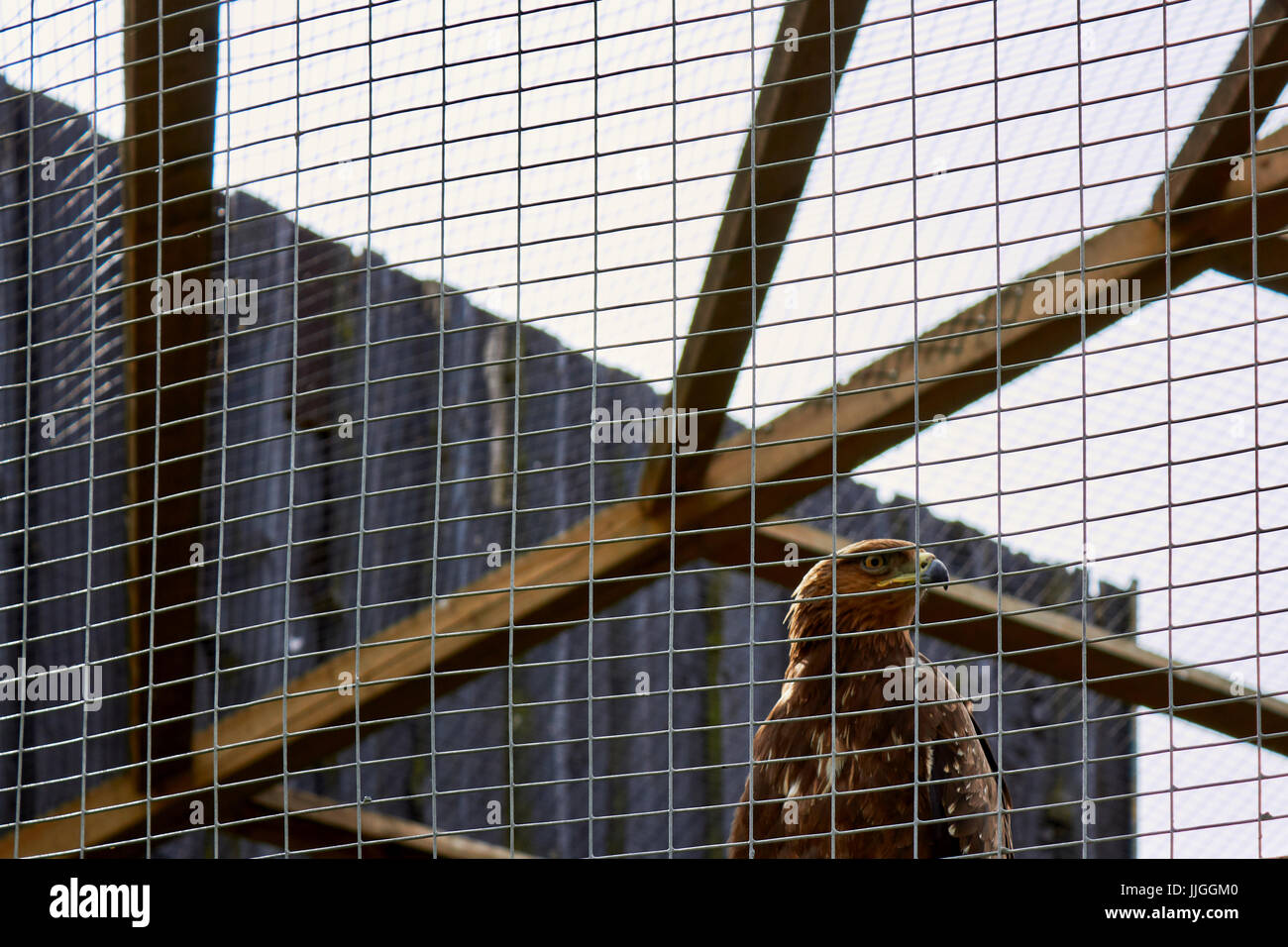 bird - eagle sits imprisoned behind bars Stock Photo - Alamy