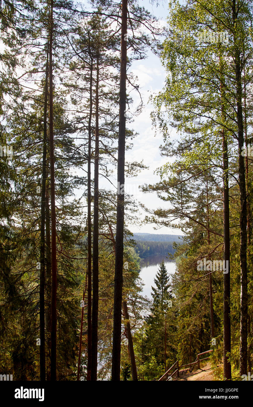 Pine tree forest overlooking the river Gauja, Latvia Stock Photo - Alamy