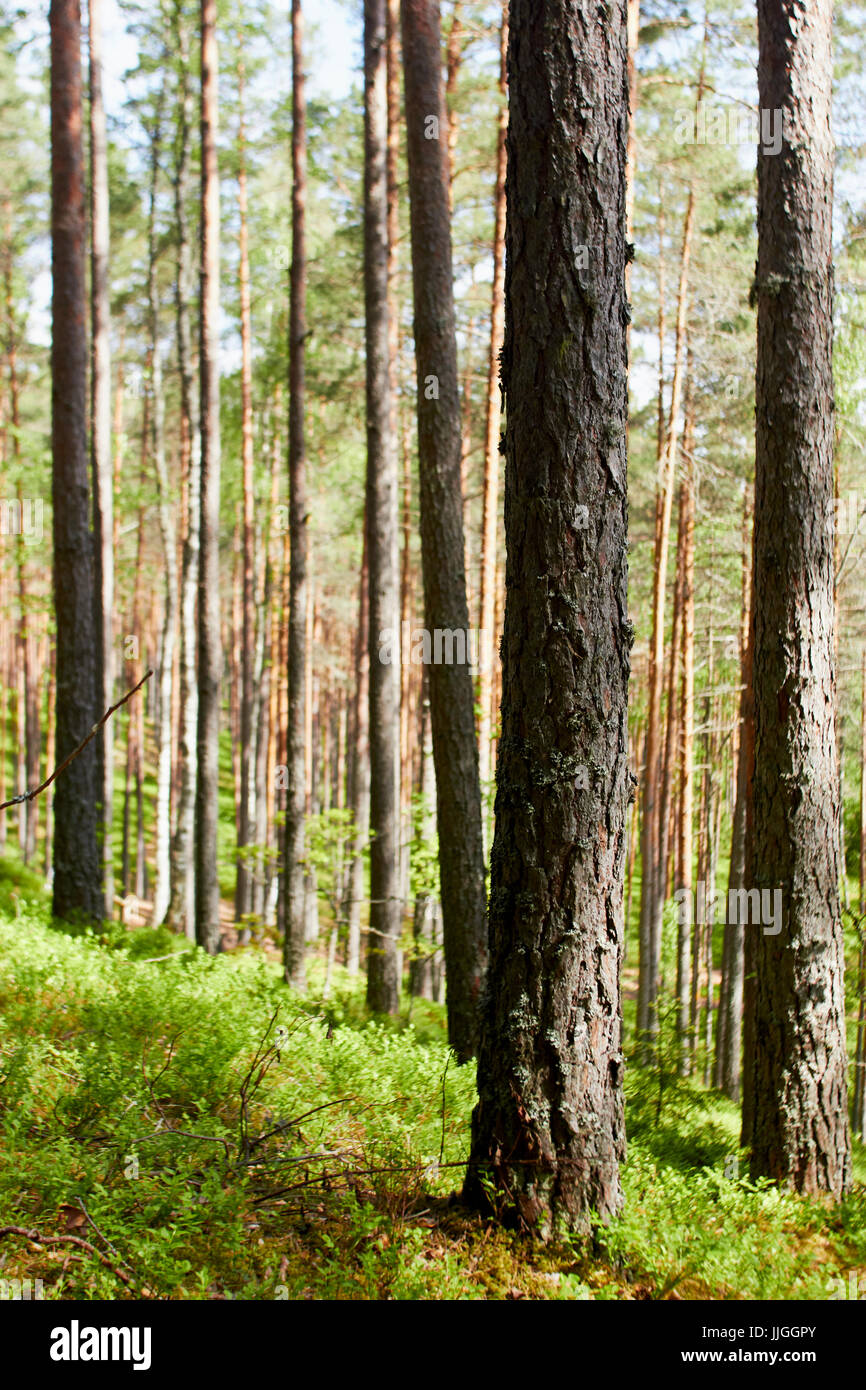 Natural pine tree forest in Latvia Stock Photo - Alamy