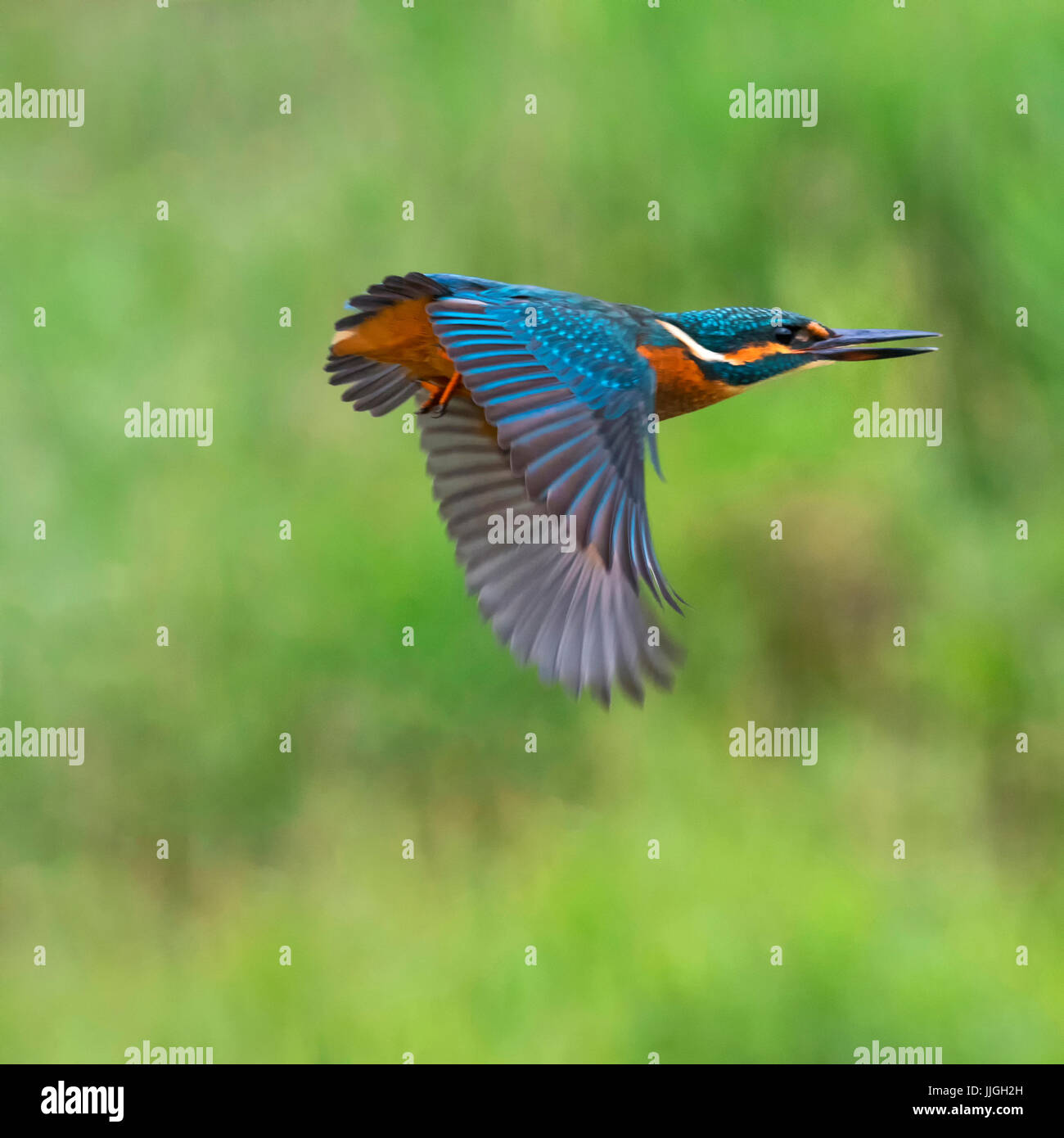 Common kingfisher flying hi-res stock photography and images - Alamy