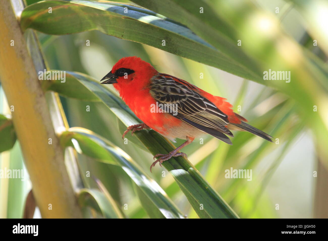 Mauritius red fody bird Stock Photo - Alamy