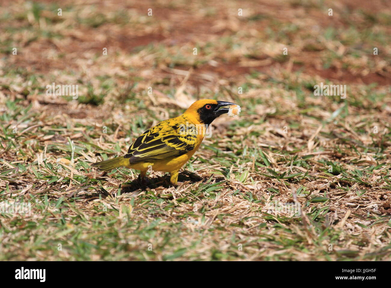 Mauritius indigenous hi-res stock photography and images - Alamy