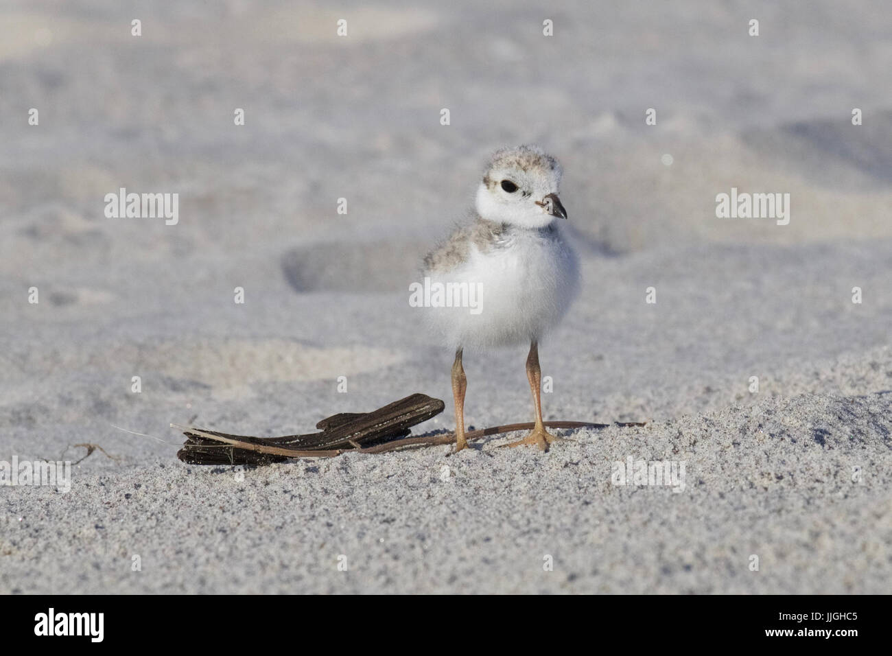 Baby plover hi-res stock photography and images - Alamy