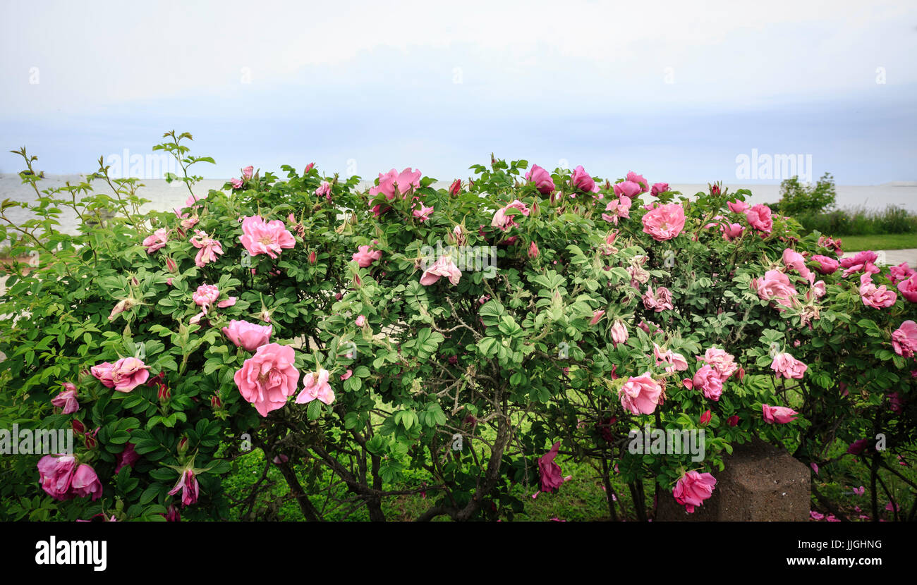Rose of Sharon flowering shrub in full bloom with large pink flowers ...