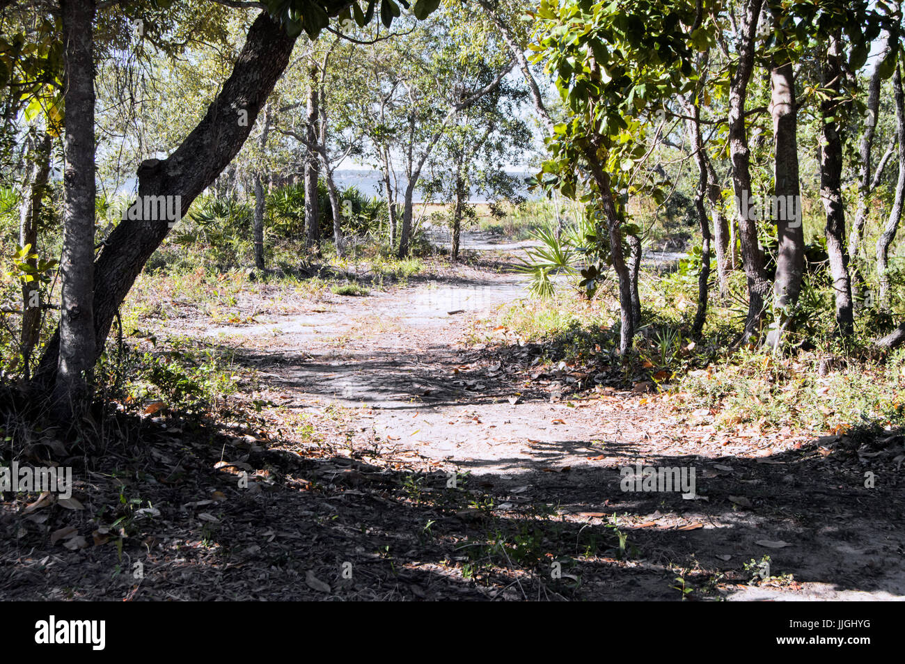 Canopy pathway hi-res stock photography and images - Alamy