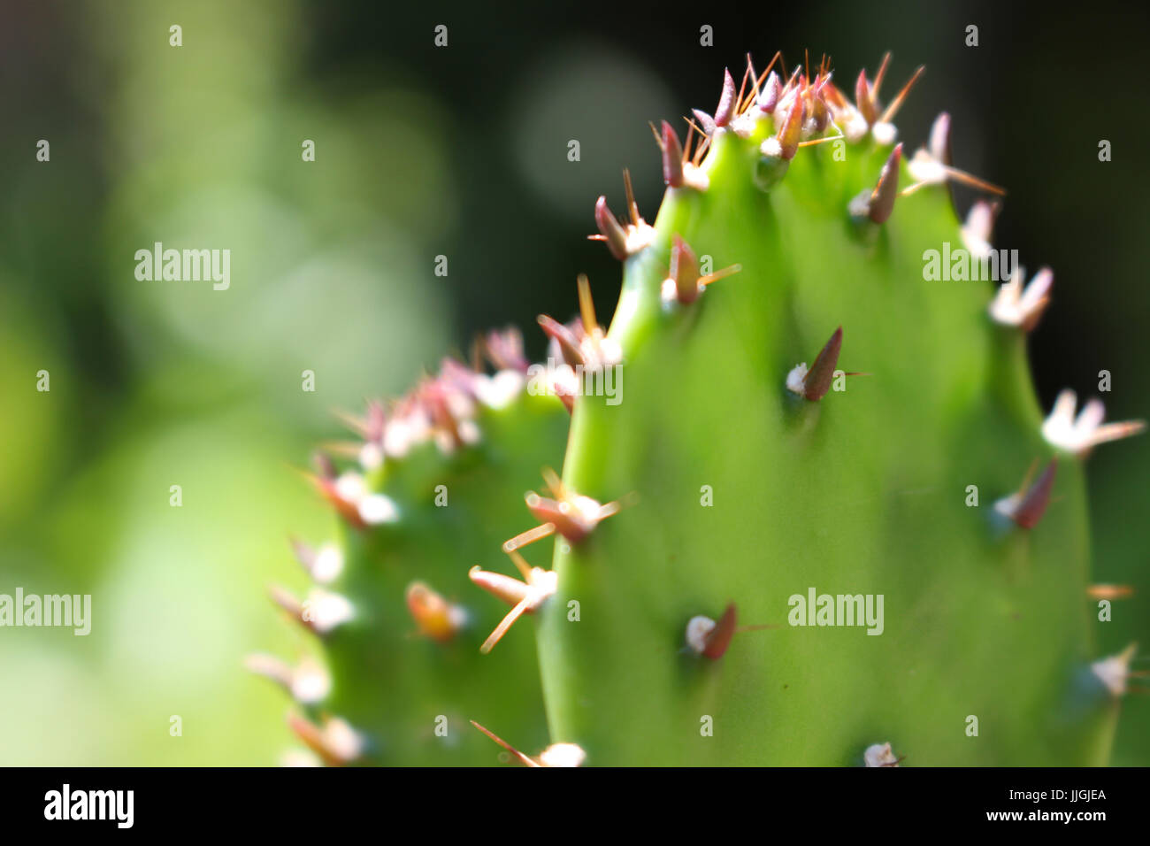 Tree like cactus hi-res stock photography and images - Alamy