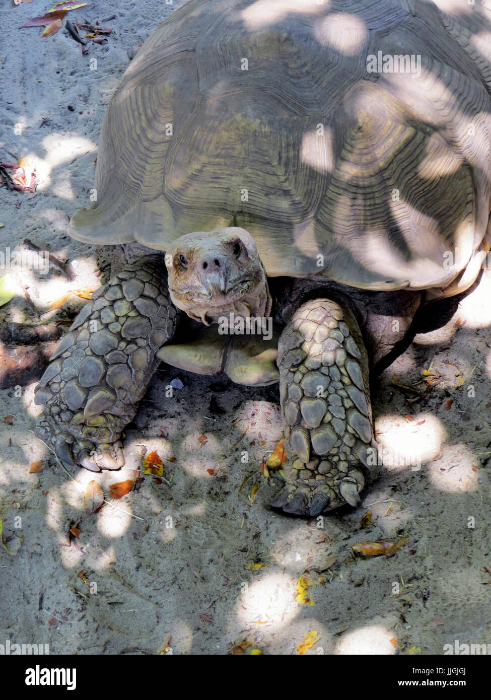A African spurred tortoise looking up Stock Photo - Alamy