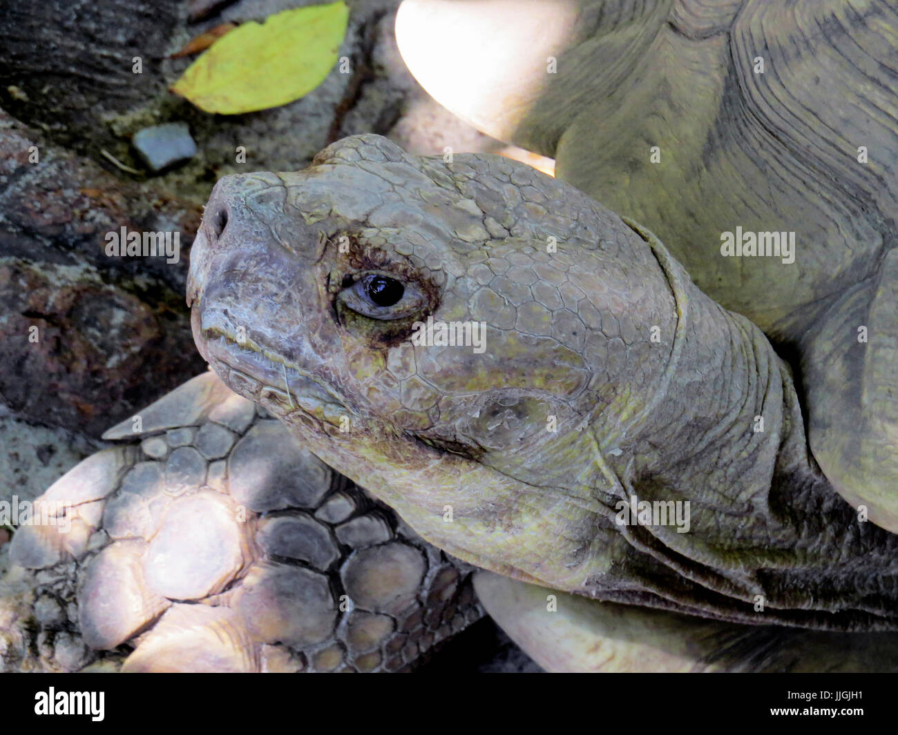 A African spurred tortoise looking up Stock Photo - Alamy