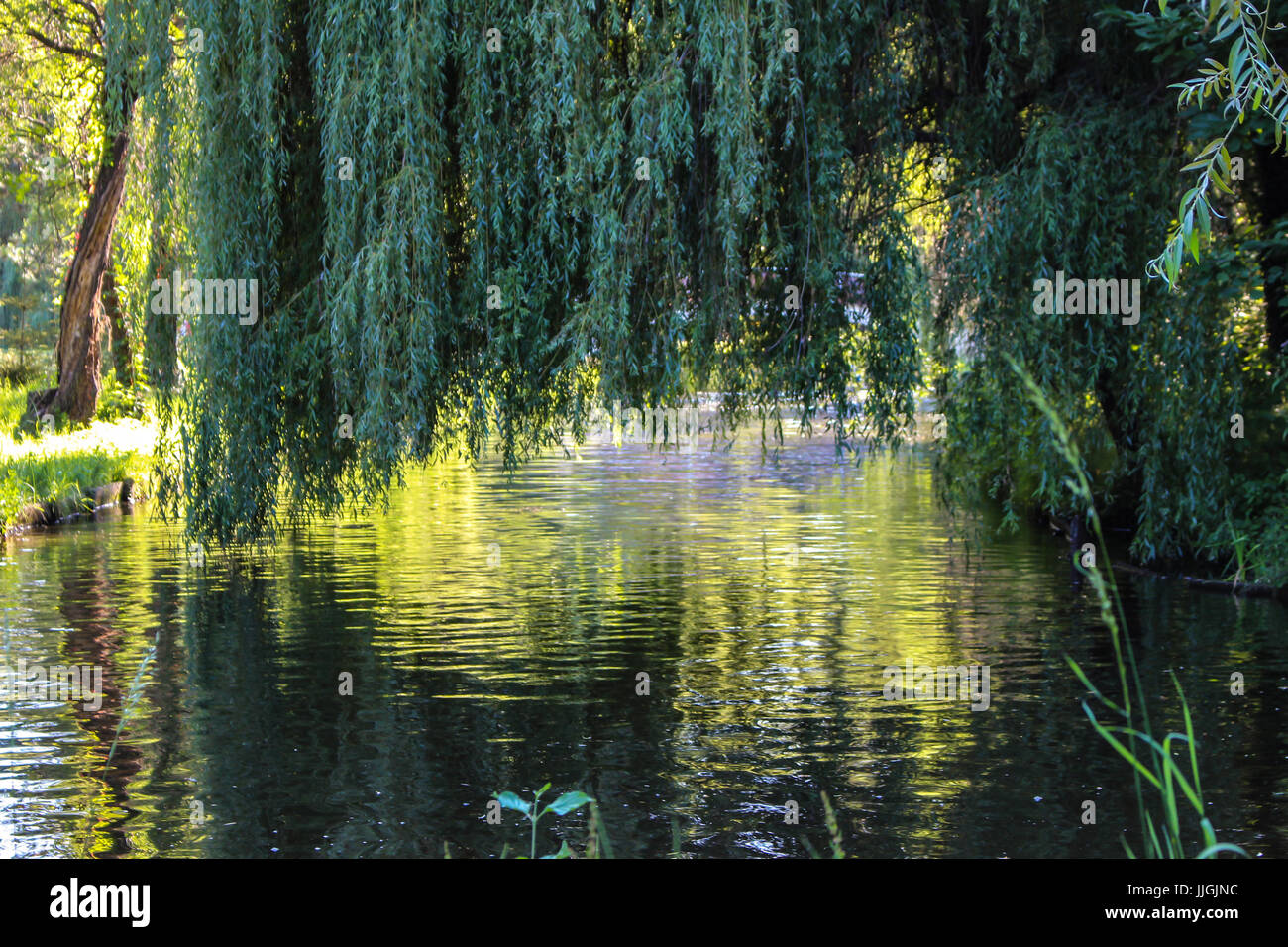 Willow tree above river water hi-res stock photography and images - Alamy