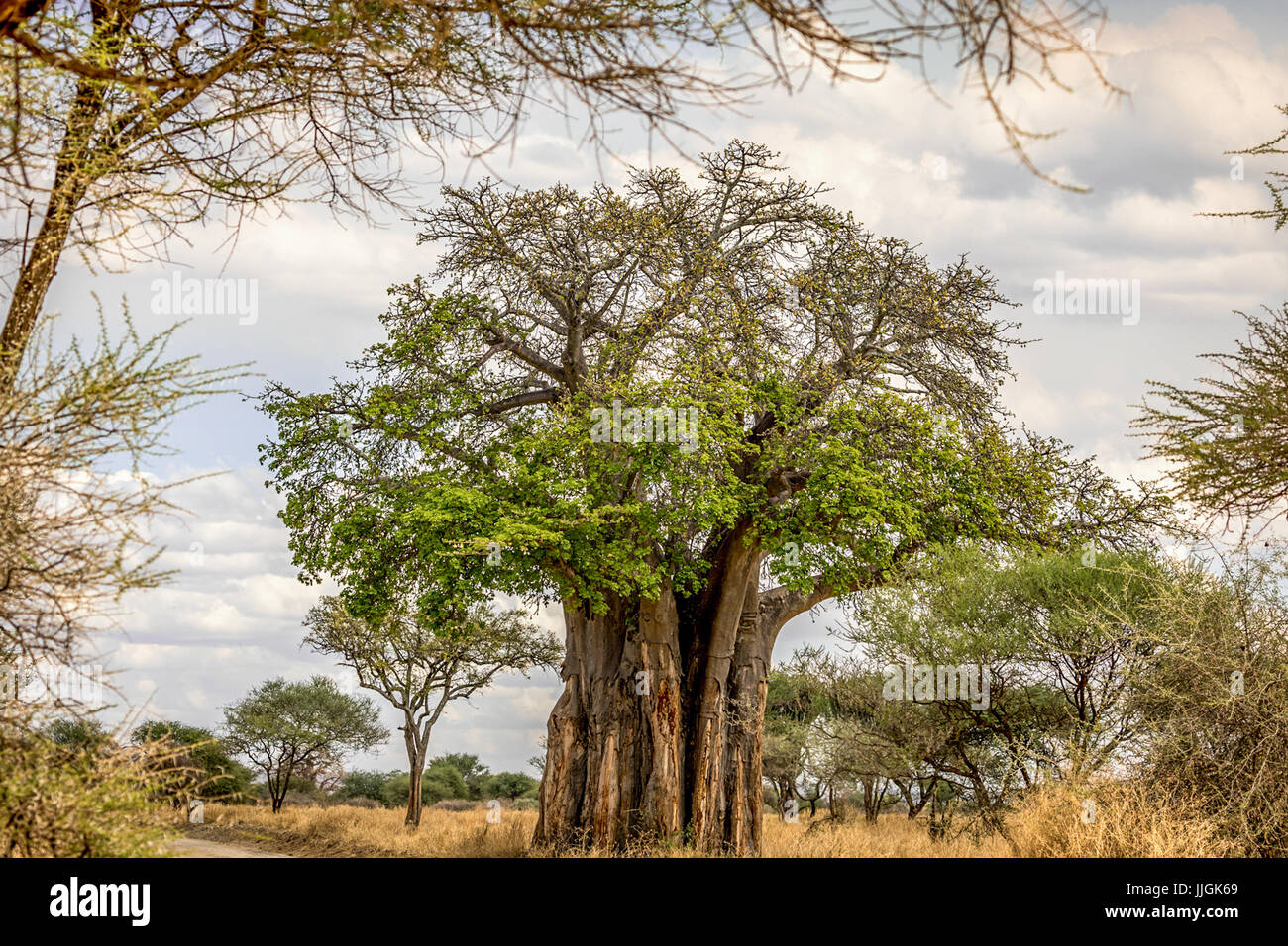 Baobab tree fruit hi-res stock photography and images - Alamy