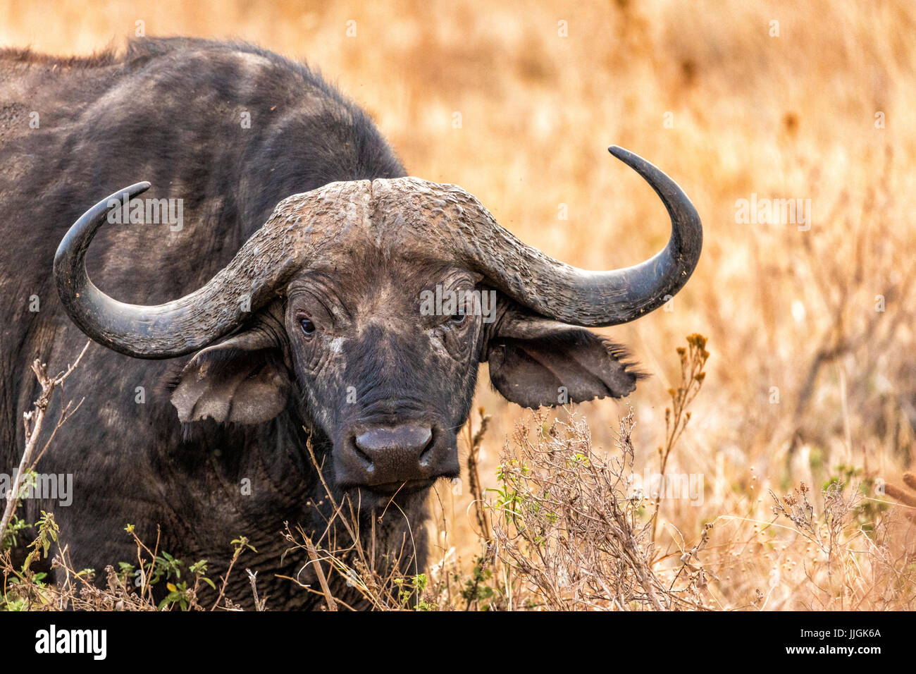 Single Animal Stock Photos & Single Animal Stock Images - Alamy