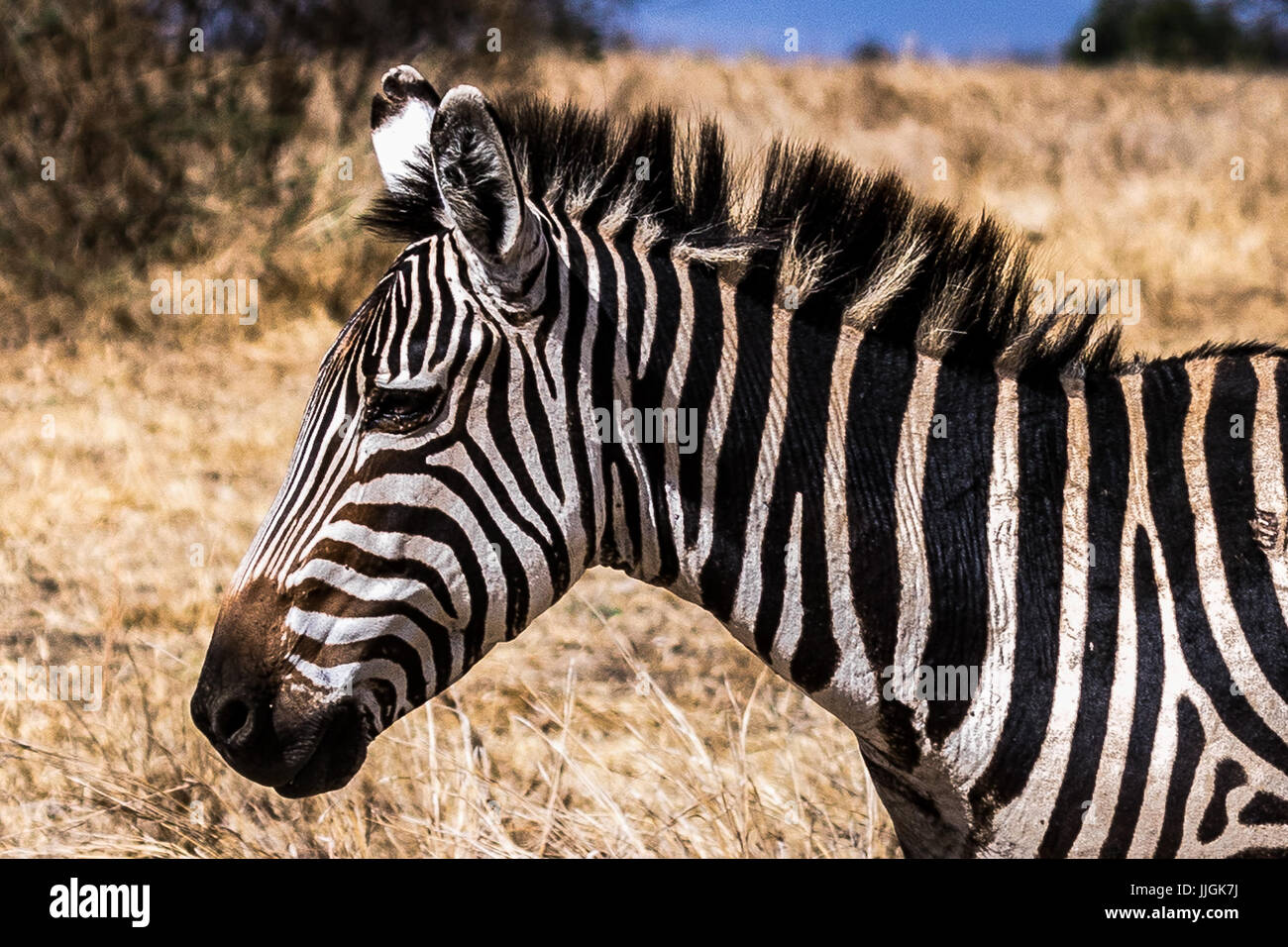 Zebra Head Side View Zebra Ears Forward Hi Res Stock Photography And