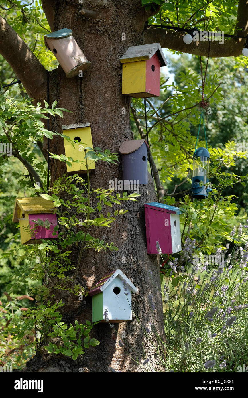 17th July 2017 - Collection of very colourful bird boxes in the beer ...