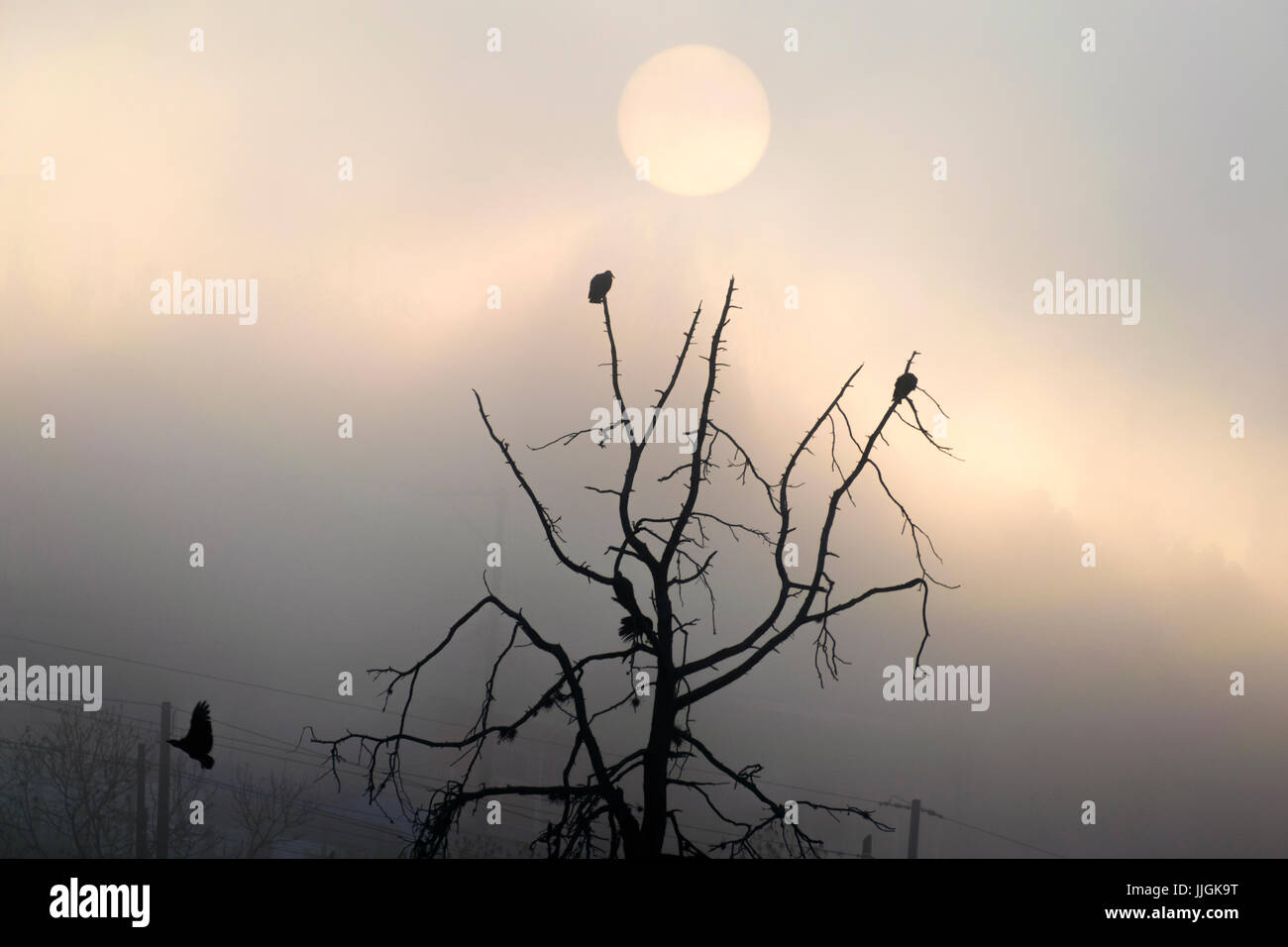 Sunrise in Guatemala, tree with buzzards taking off flight. Sun in the ...