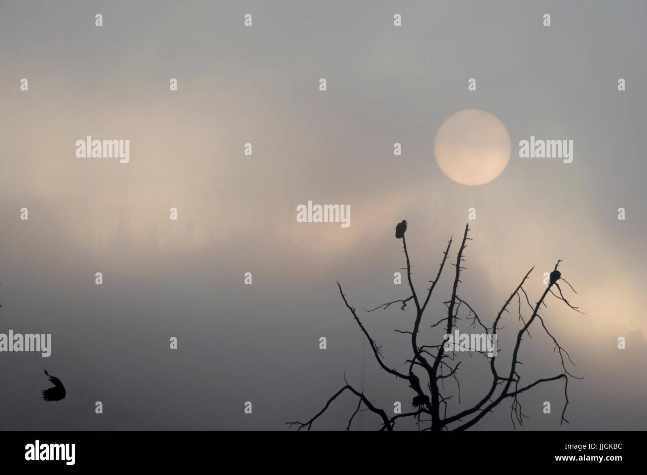 Sunrise in Guatemala, tree with buzzards taking off flight. Sun in the ...