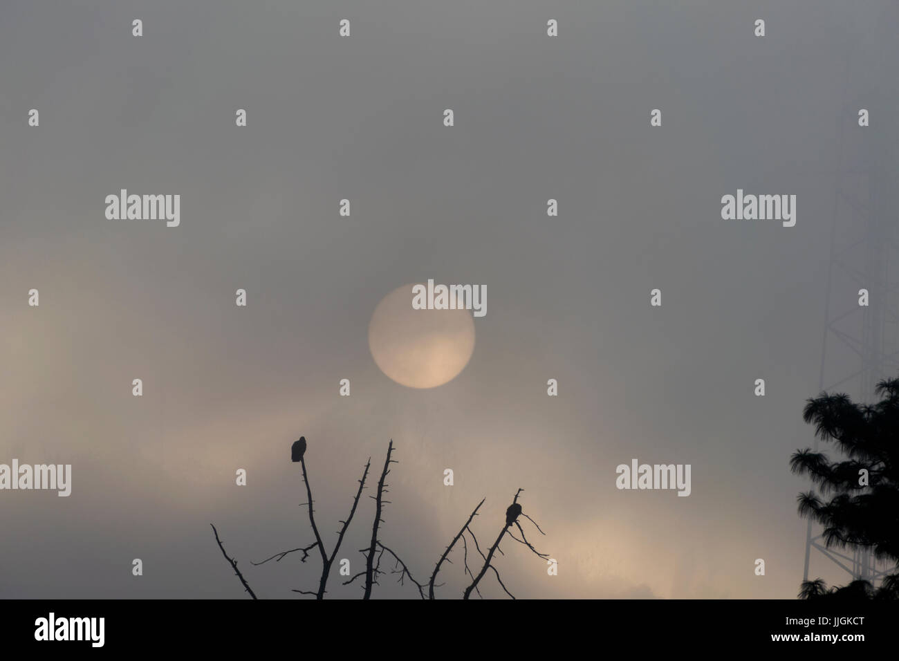 Sunrise in Guatemala, tree with buzzards taking off flight. Sun in the ...