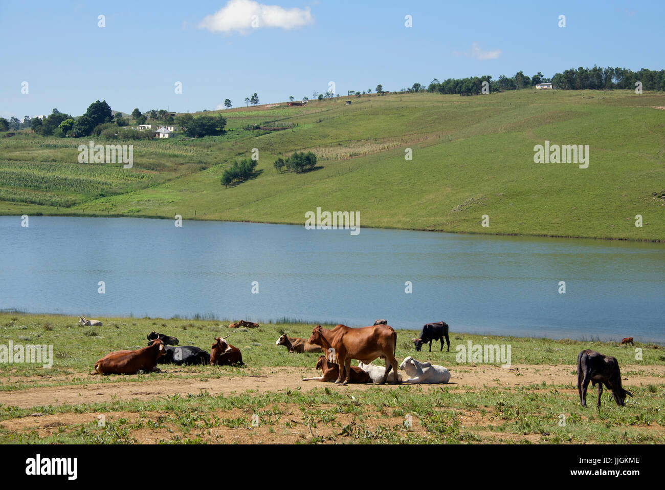 Rural landscape with cattle Hawani Reservoir northern Swaziland ...