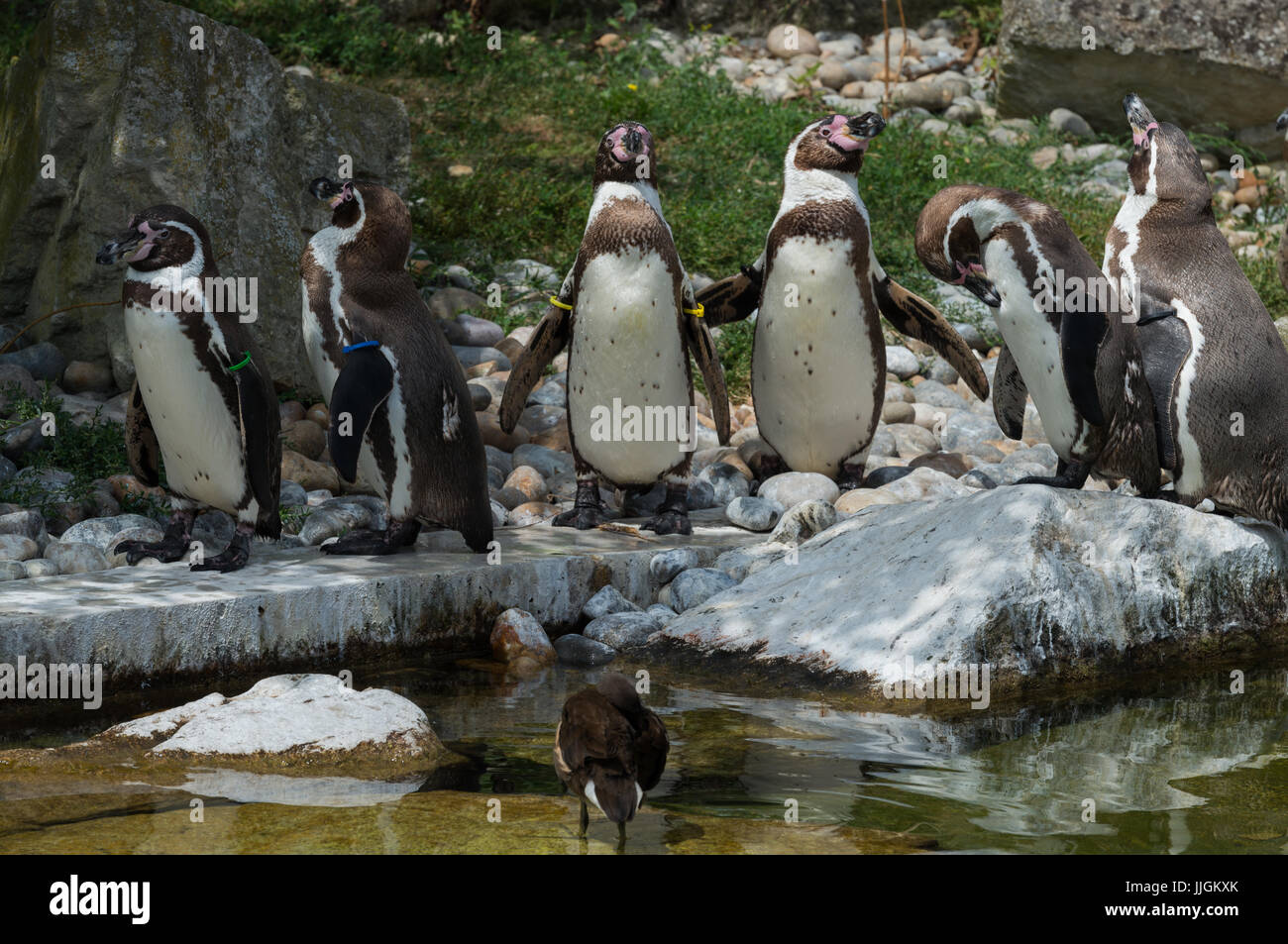 Humboldt Penguins Calling Stock Photo - Alamy