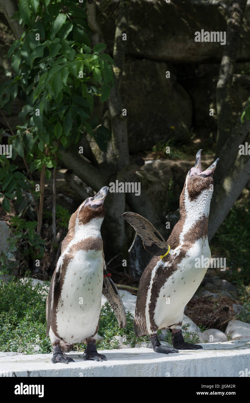 Humboldt Penguins Calling Stock Photo - Alamy