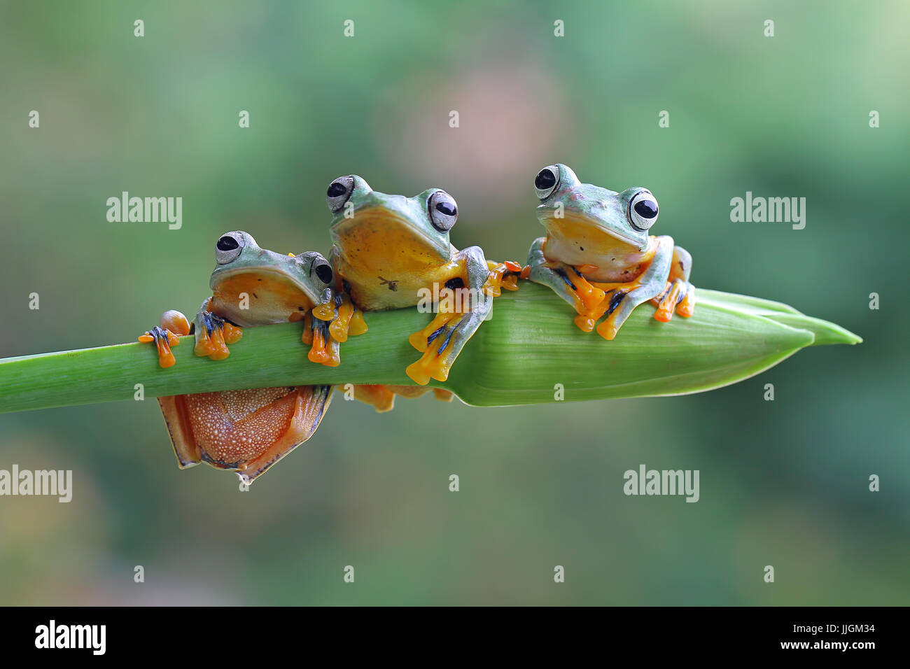 Three flying frogs sitting on a plant, Indonesia Stock Photo - Alamy
