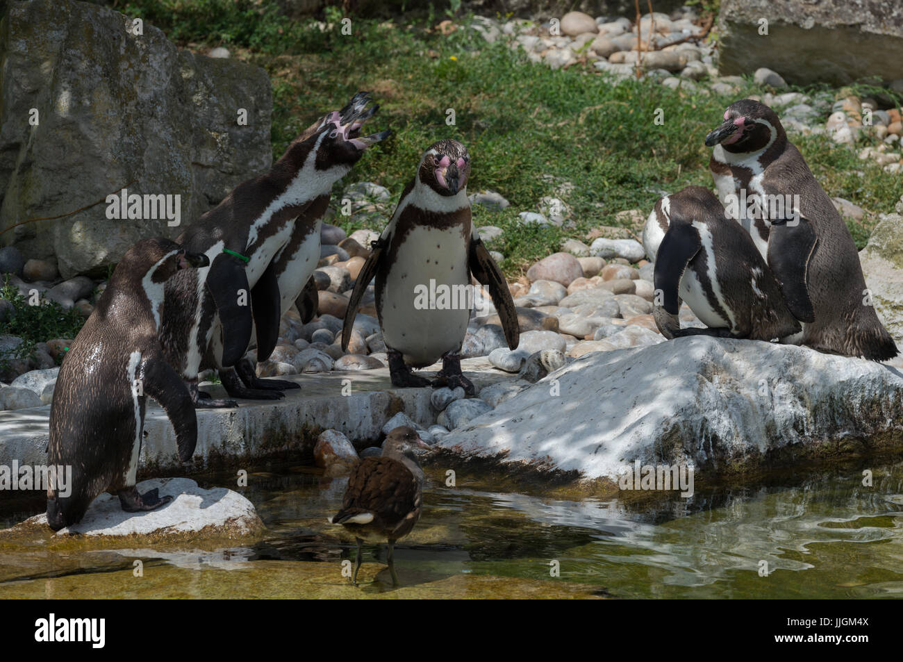 Humboldt Penguins Calling Stock Photo - Alamy