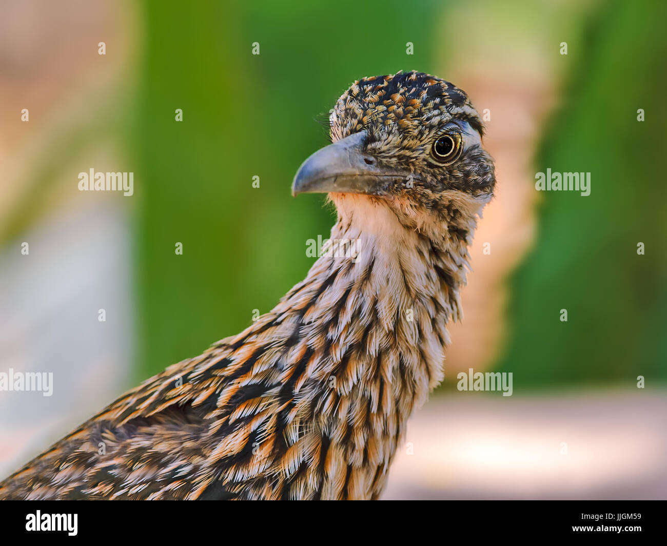 Portrait of a Road Runner, Arizona, America, USA Stock Photo - Alamy