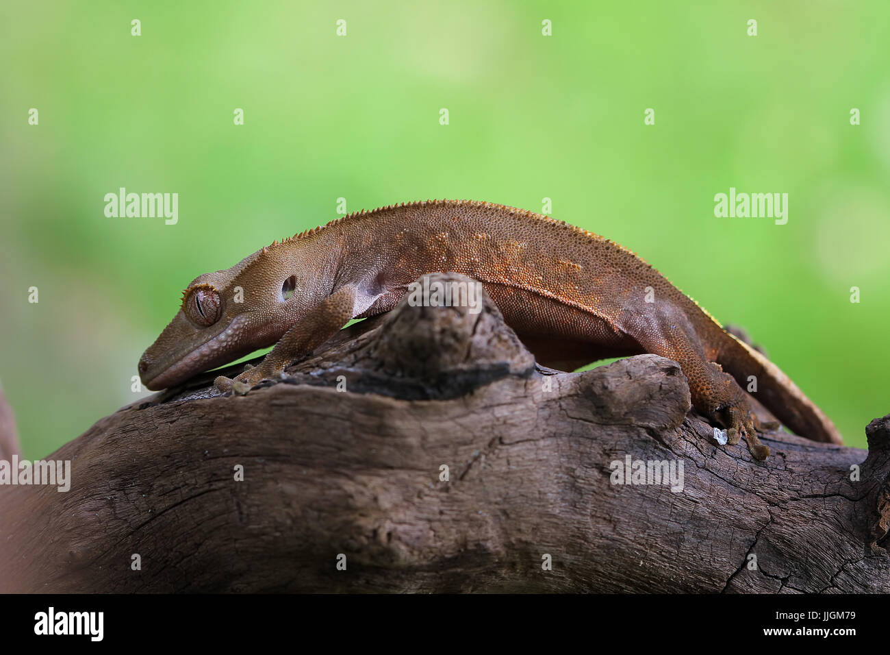 Crested gecko on a branch Stock Photo - Alamy