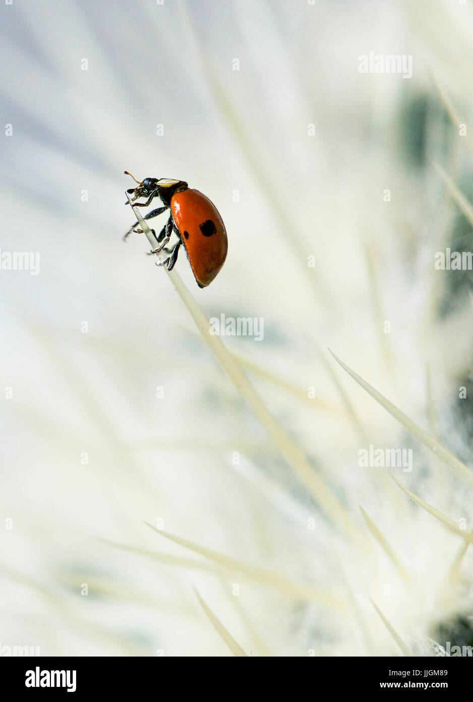European seven spotted ladybird (Coccinella septempunctata) on a cactus ...