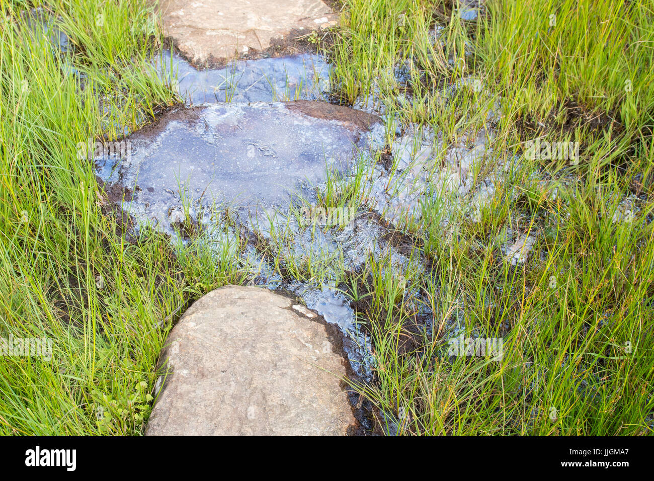 Bog iron hi-res stock photography and images - Alamy