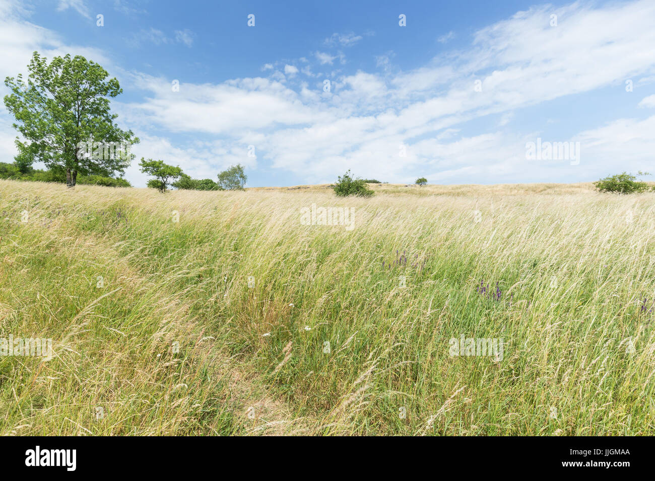 Meadow full of hay on a sunny and windy day in Czech Republic Stock ...
