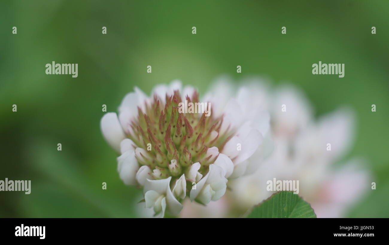 African violet single white flowers hi-res stock photography and images ...