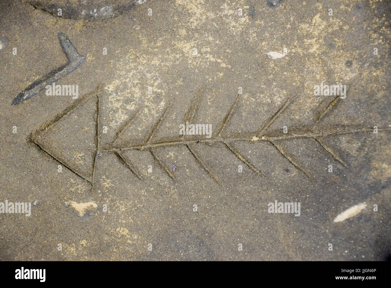 Fish bone image at the beach Stock Photo - Alamy