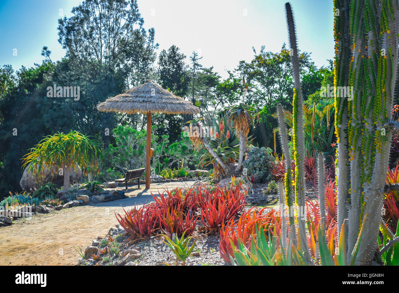 Fish bone image at the beach Stock Photo - Alamy