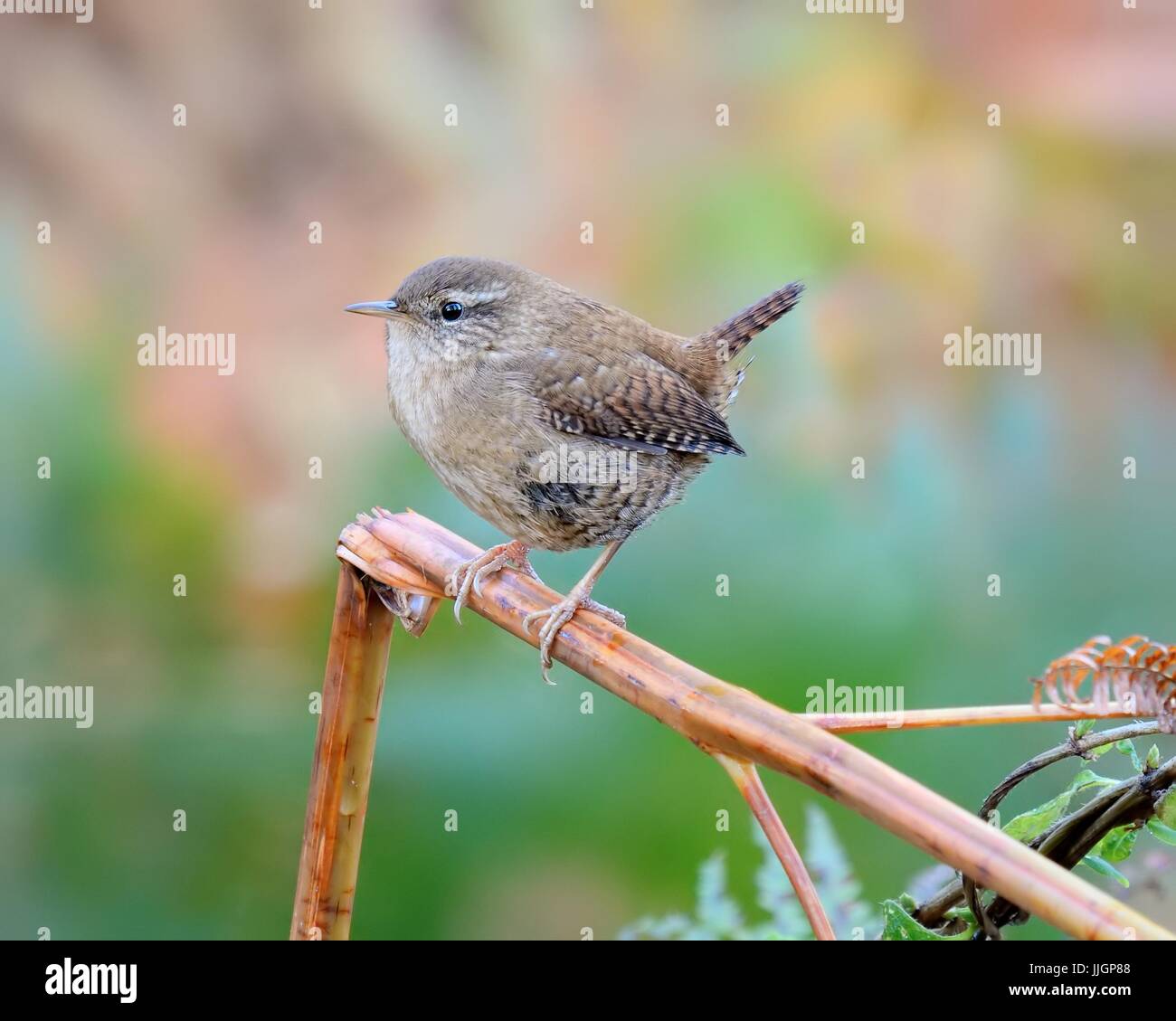 Abstract Eye Plant Stock Photo - Alamy