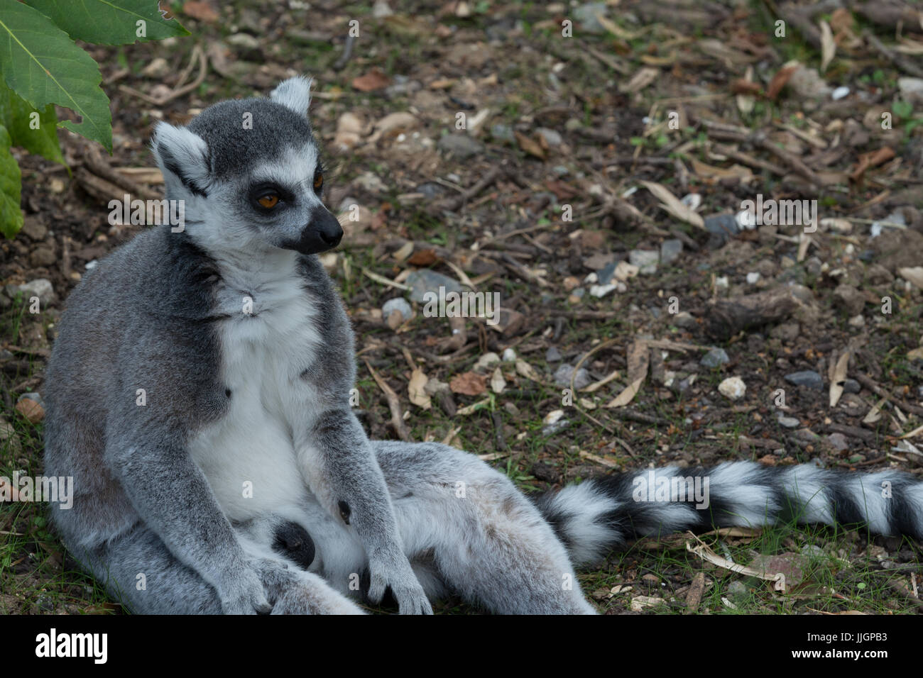 Ring Tailed Lemur Stock Photo - Alamy