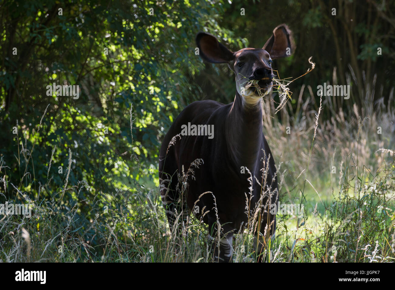 Okapi Eating Grass Stock Photo - Alamy