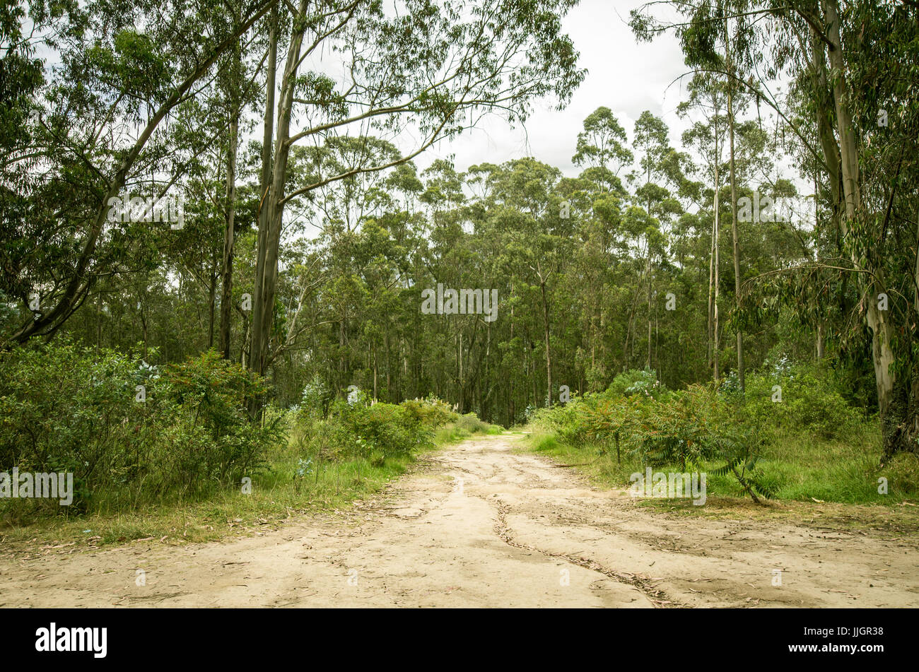 Native forest around some of the parks of Quito, Ecuador Stock Photo ...