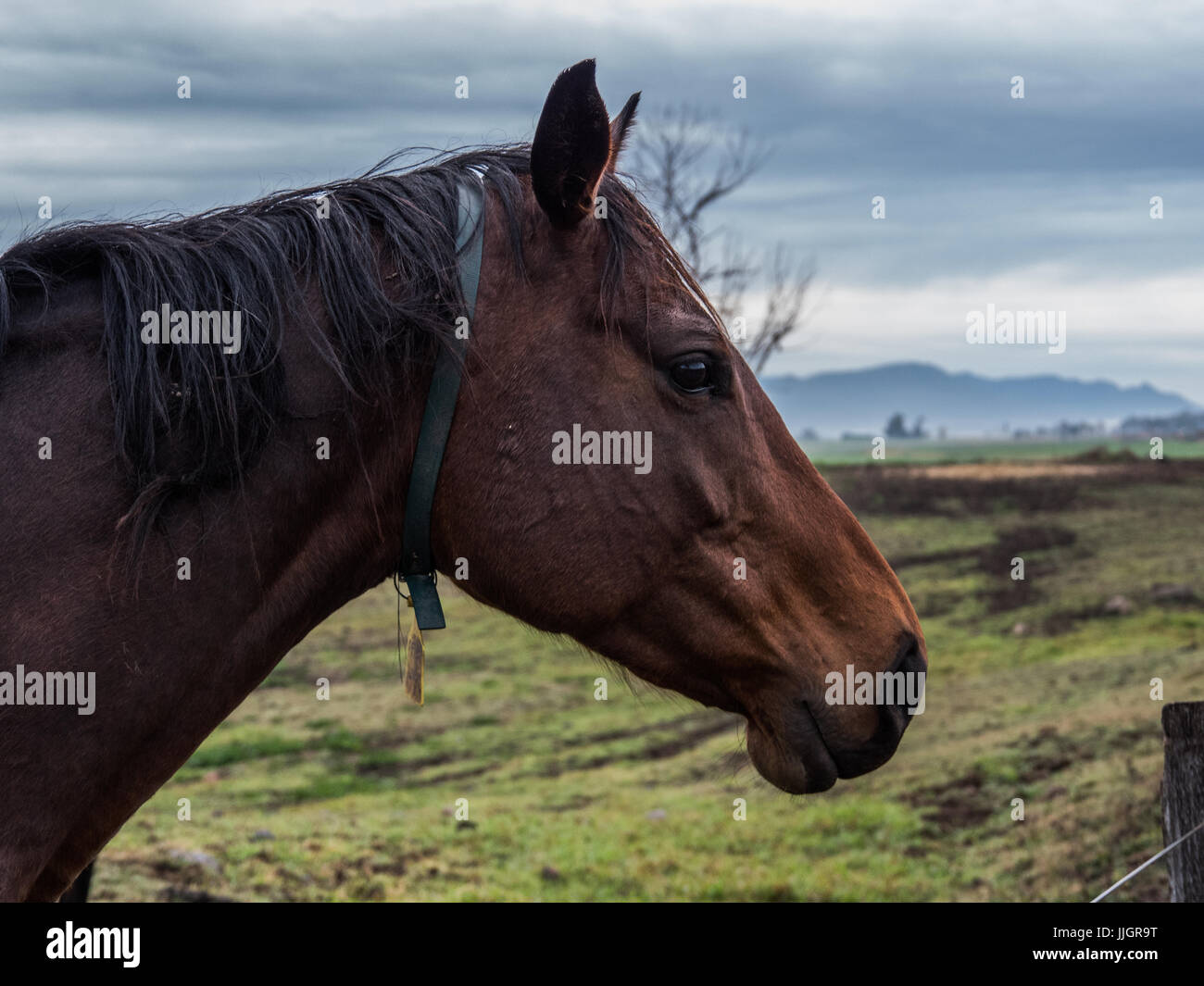 Brumbies up close hi-res stock photography and images - Alamy